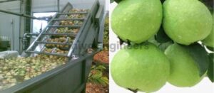Guava Processing Plant Manufacturers | Juice Processing Plant